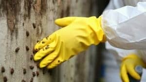 Effective Chaetomium Treatment: Solutions & Remedies for Your Home ...